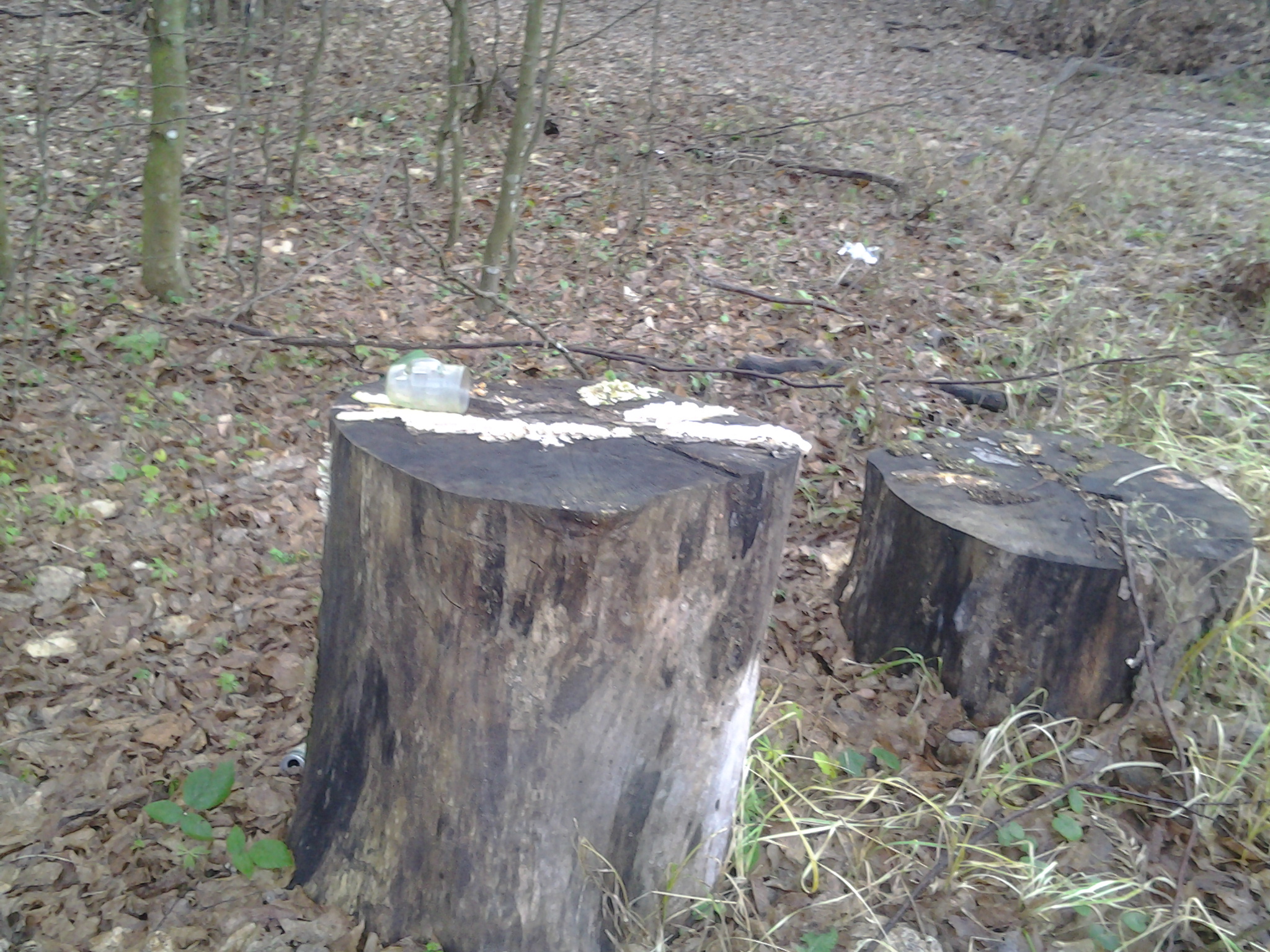 U šetnji I.dio - jelenski blog - Blog.hr