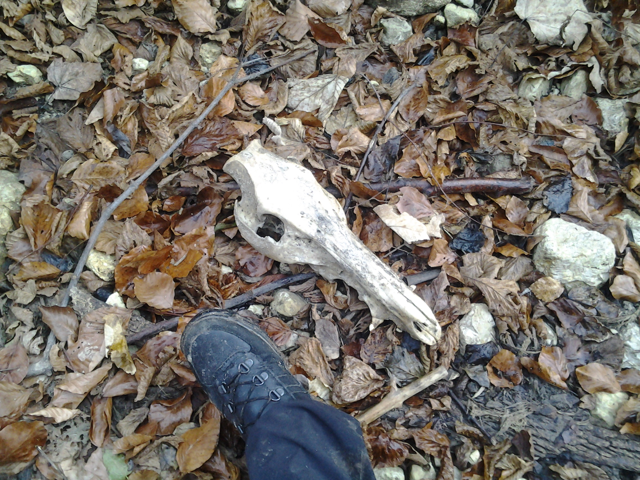 U šetnji I.dio - jelenski blog - Blog.hr